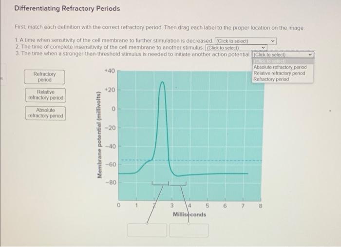 Solved Differentiating Refractory Periods First match each | Chegg.com