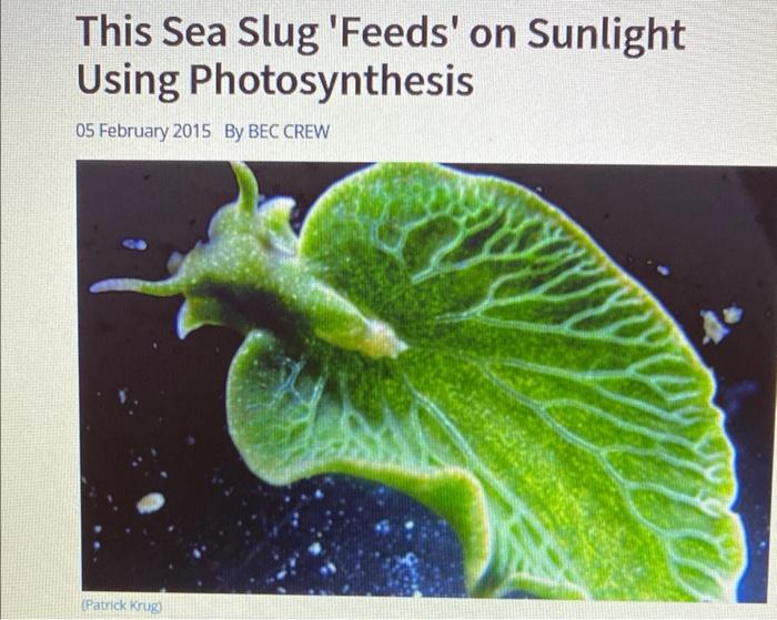 Solved This Sea Slug Feeds O 5595