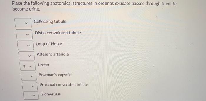 Solved Place the following anatomical structures in order as | Chegg.com