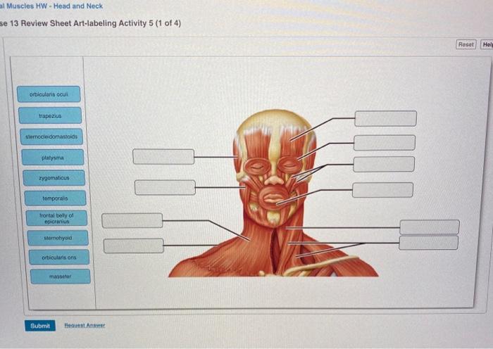 Solved al Muscles HW - Head and Neck se 13 Review Sheet | Chegg.com