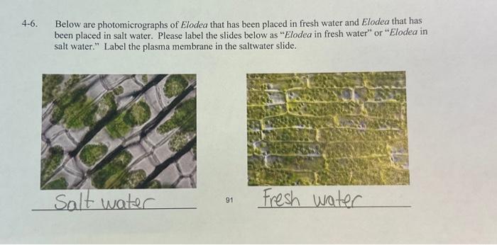 Solved 4-6. Below are photomicrographs of Elodea that has | Chegg.com