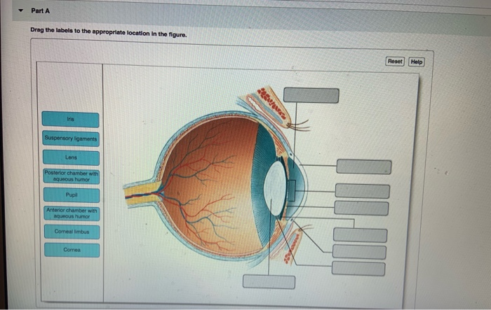 Solved Part A Drag the labels to the appropriate location in | Chegg.com