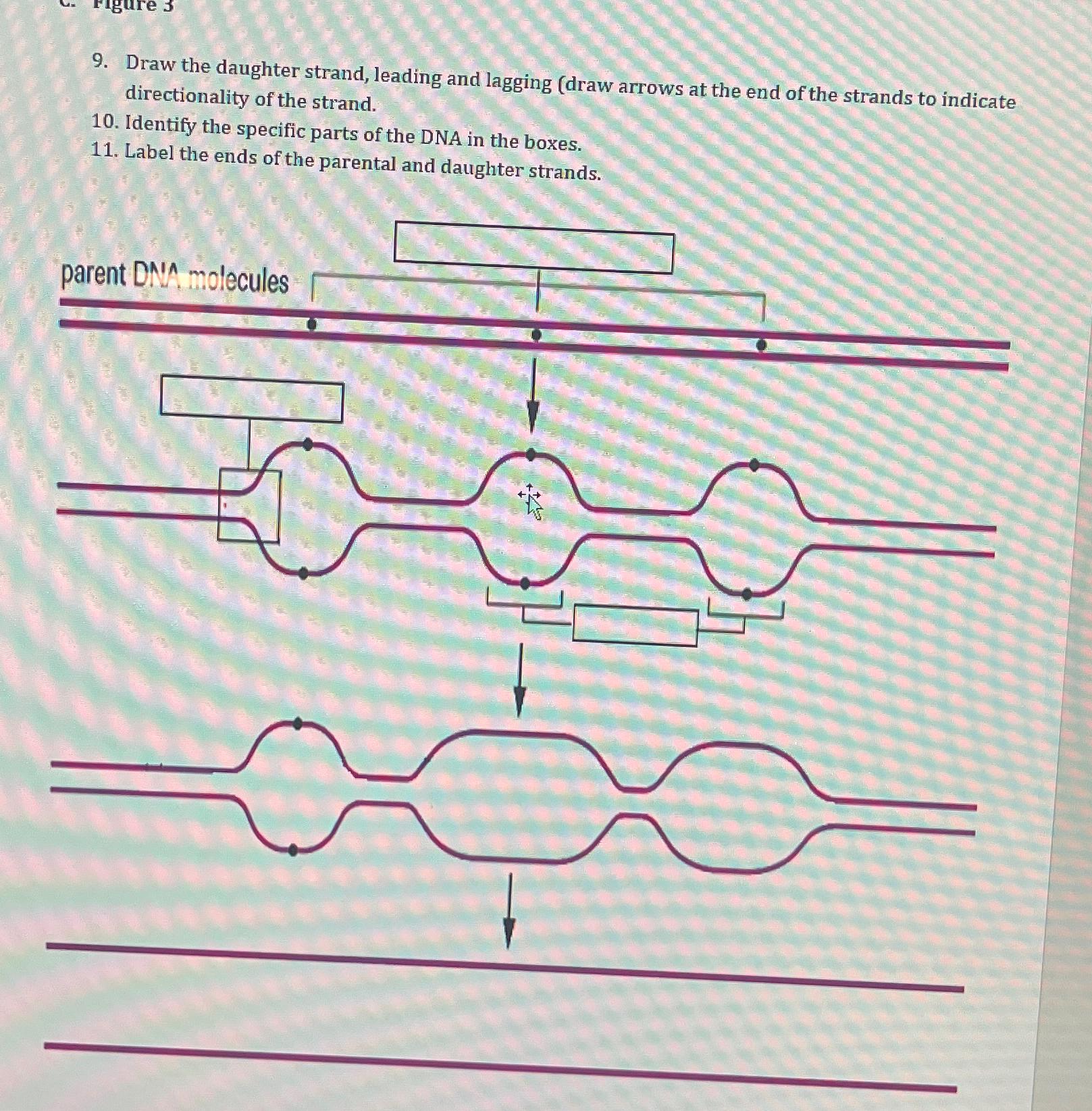 Solved Draw the daughter strand, leading and lagging (draw | Chegg.com