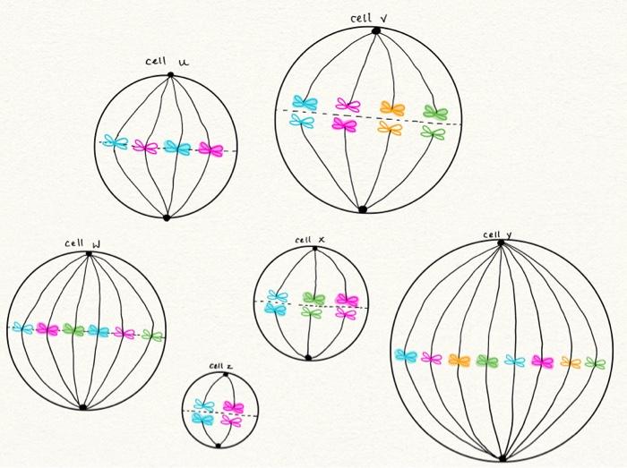 Solved The cells below are undergoing cell division. The | Chegg.com
