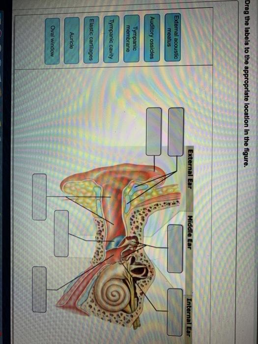 Solved Drag the labels to the appropriate location in the | Chegg.com