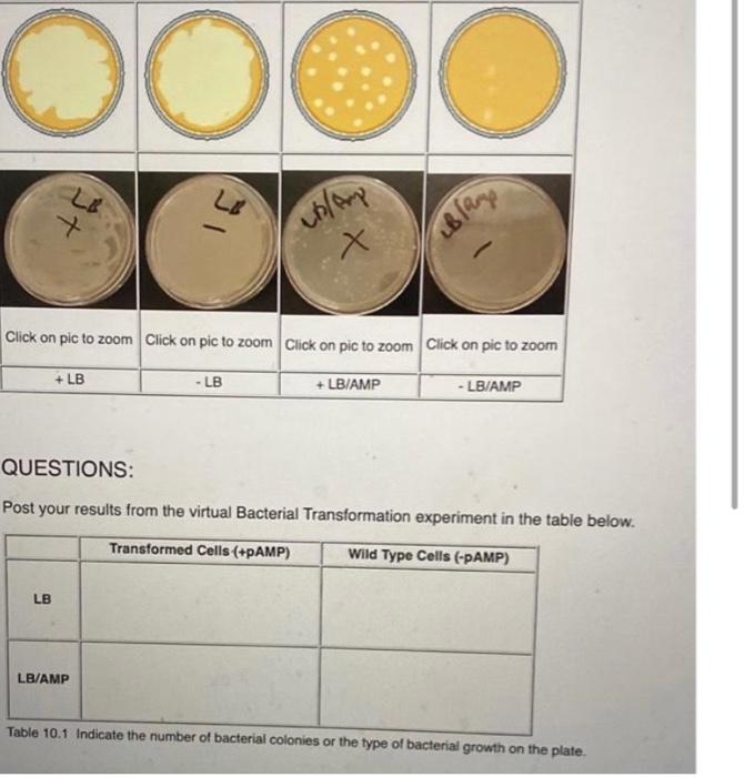 Solved Post your results from the virtual Bacterial | Chegg.com
