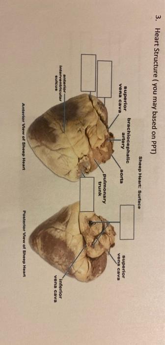 Anterior View Of Sheep Heart Labeled - Home Alqu
