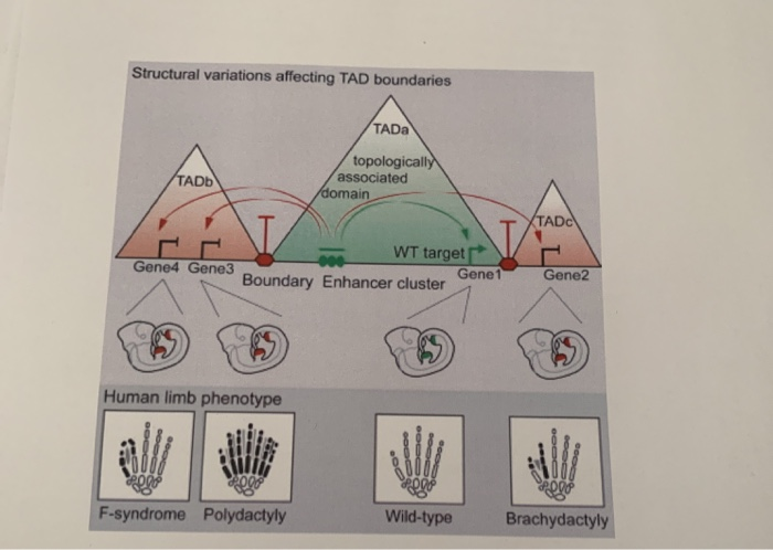 8) In class we learned about TADs and how boundaries | Chegg.com