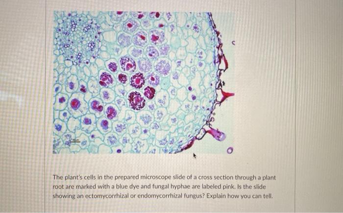 Solved The plant's cells in the prepared microscope slide of | Chegg.com