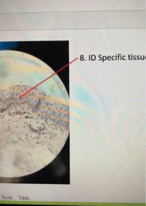 Solved 6. ID Specific tissue type (at the tip of the | Chegg.com