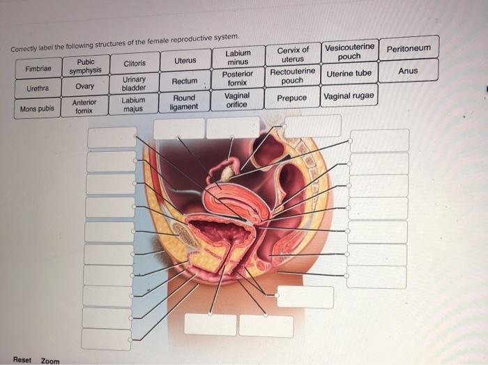 Solved Correctly label the following structures of the | Chegg.com