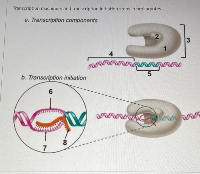 Solved Transcription machinery and transcription initiation | Chegg.com