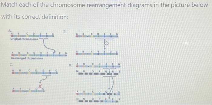 Solved Match each of the chromosome rearrangement diagrams | Chegg.com