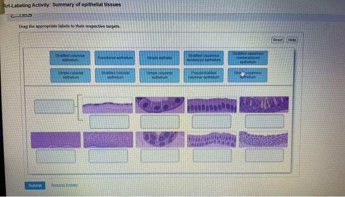 Solved Art-Labeling Activity: Summary of epithelial tissues | Chegg.com