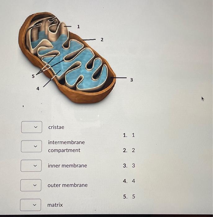 Solved inner membrane outer membrane matrix | Chegg.com