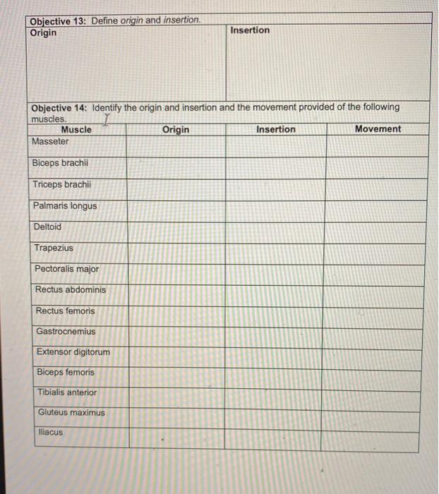 Solved Objective 13: Define origin and insertion Origin | Chegg.com