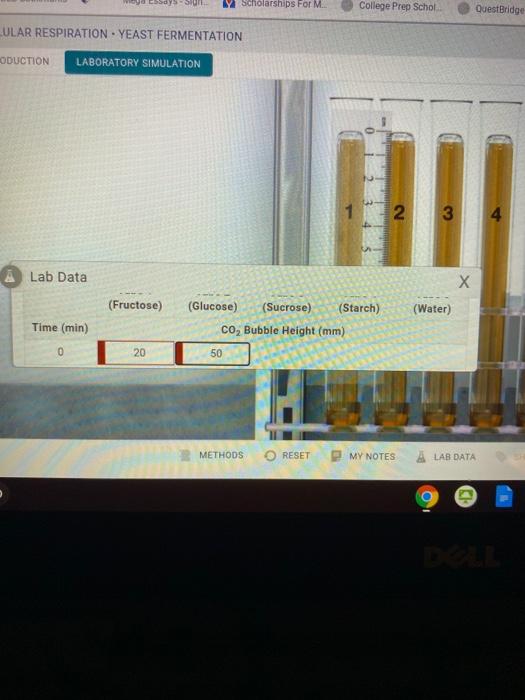 CELLULAR RESTATION VALT SENTATION LABORATOR SIMATION | Chegg.com