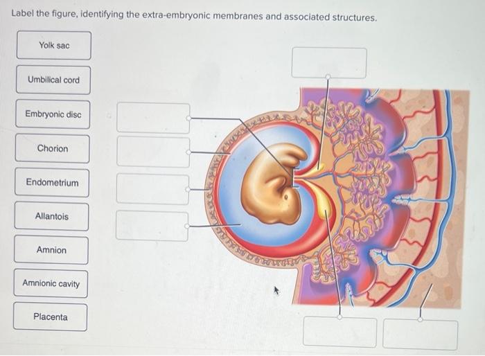 Solved Label the figure, identifying the extra-embrvonic | Chegg.com
