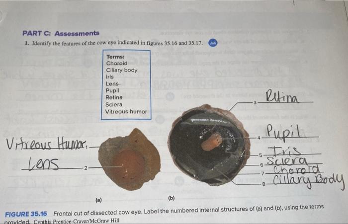 PART C: Assessments 1. Identify the features of the | Chegg.com