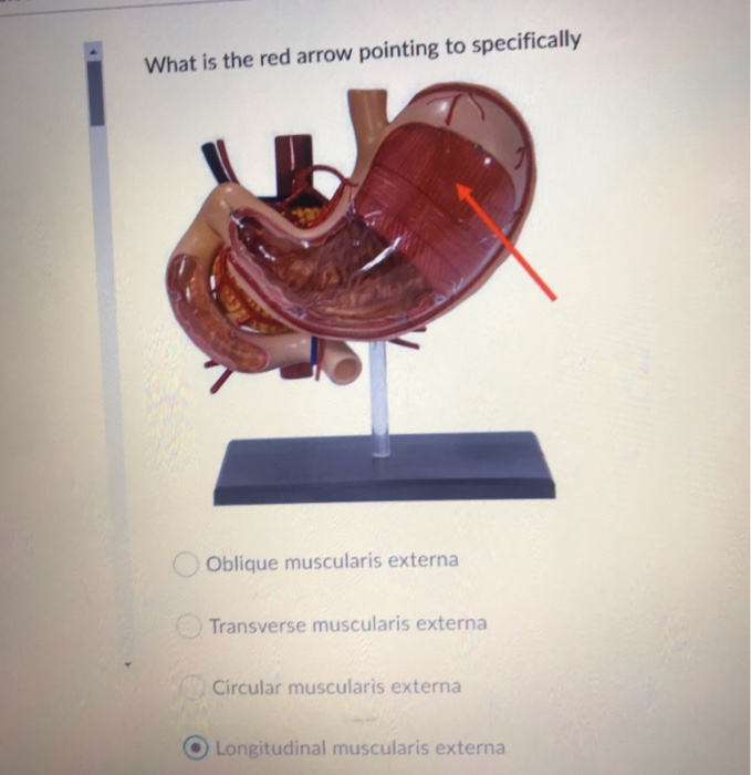 Solved What is the red arrow pointing to specifically | Chegg.com