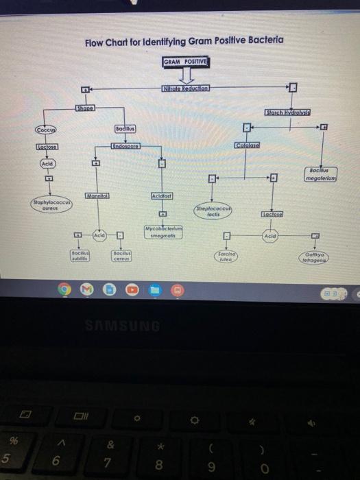 Flow Chart for Identifying Gram Positive Bacteria | Chegg.com