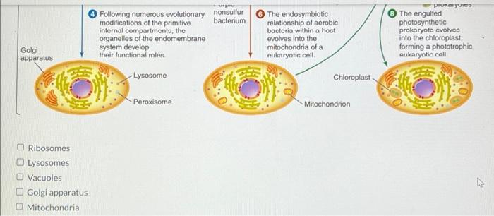 Solved Name three organelles whose evolution is not | Chegg.com