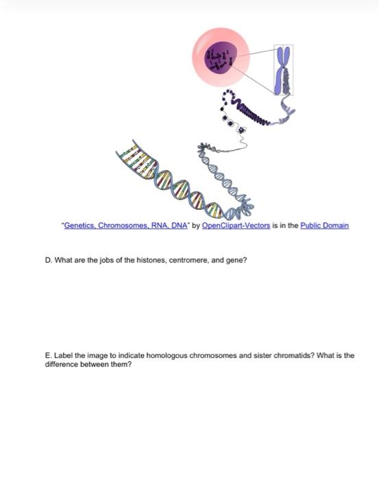 Solved Module 12 Study Questions Cancer cells divide | Chegg.com