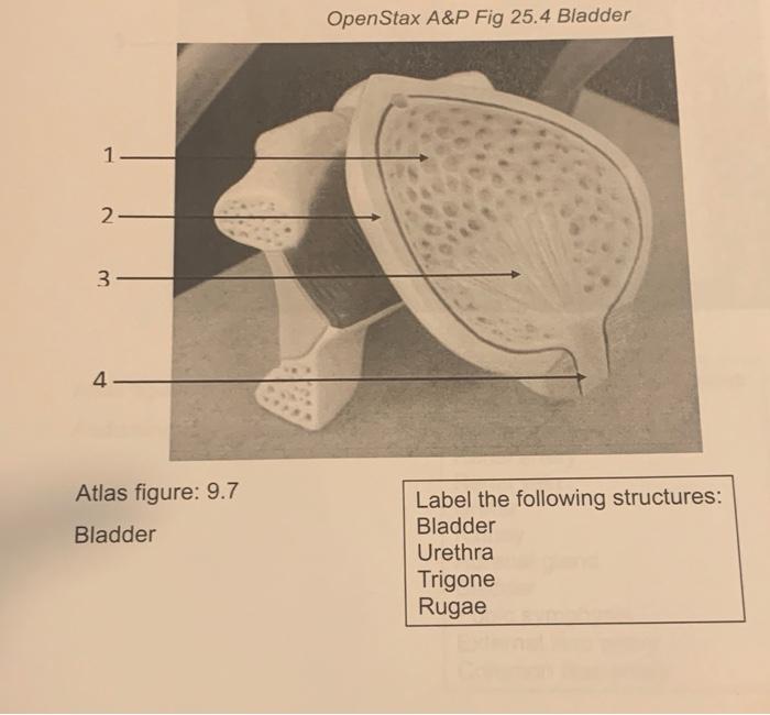 Solved OpenStax A&P Fig 25.4 Bladder 1 24 3 4 Atlas figure: | Chegg.com