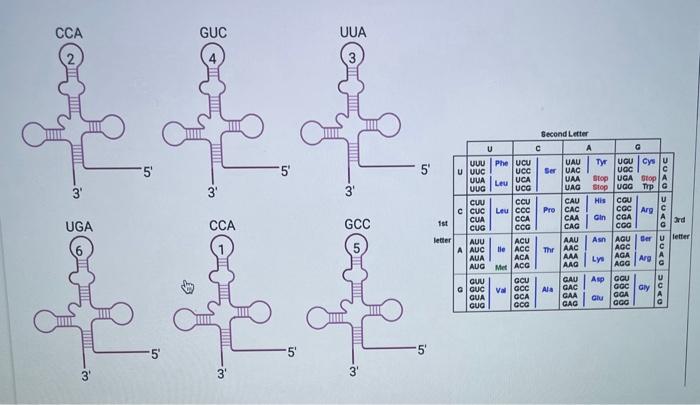 Solved What is the anti-codon sequence? What is the codon | Chegg.com