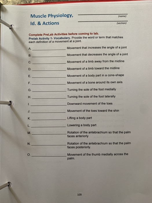Solved (name) Muscle Physiology, Id. & Actions (section) C | Chegg.com
