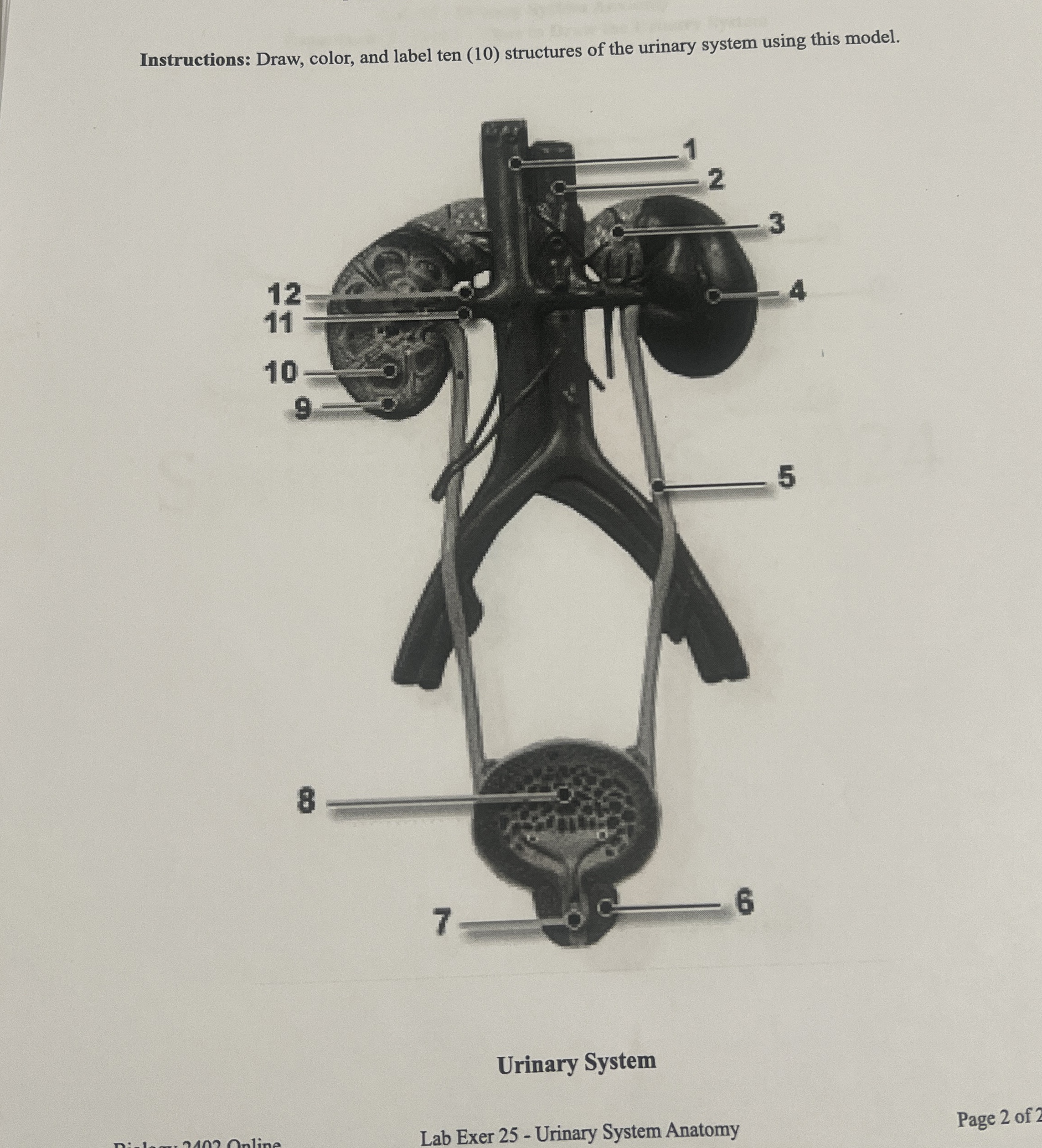 Solved Instructions: Draw, color, and label ten (10) | Chegg.com
