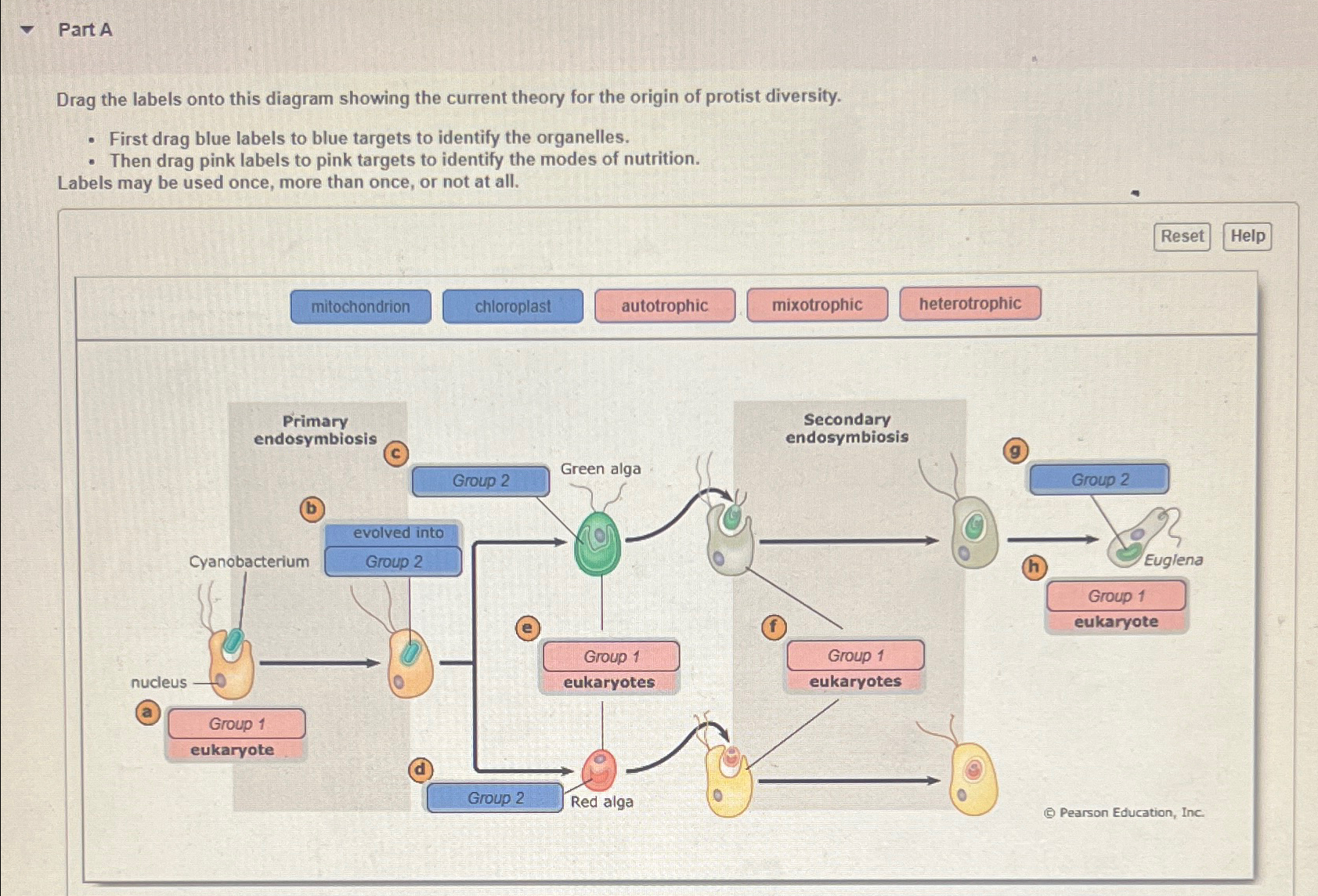 Solved Part ADrag the labels onto this diagram showing the | Chegg.com