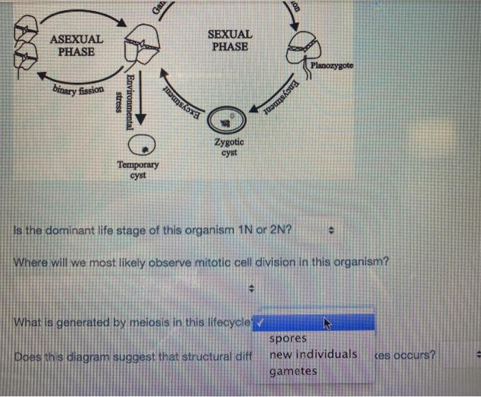 Solved Gamete formation Gametes Fusion ASEXUAL PHASE SEXUAL | Chegg.com