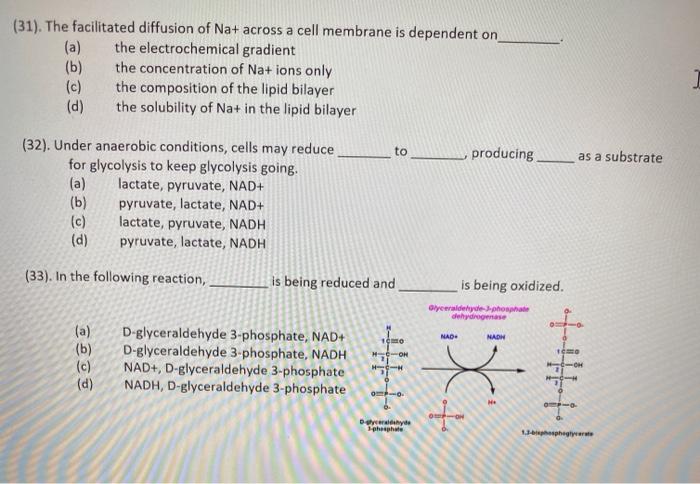 Solved (31). The facilitated diffusion of Na+ across a cell | Chegg.com