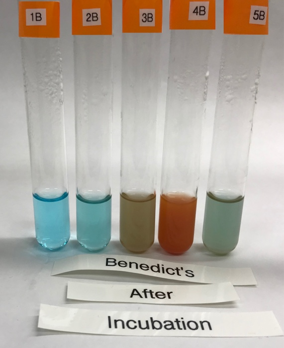 Name and Lab Section 1. Amylase Activity and Effect | Chegg.com
