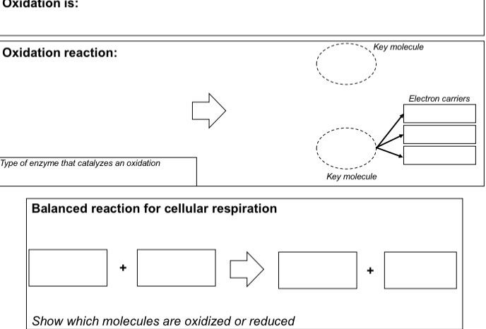 Solved Oxidation is: Oxidation reaction: Key molecule | Chegg.com