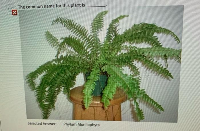 Solved The common name for this plant is x Selected Answer: | Chegg.com