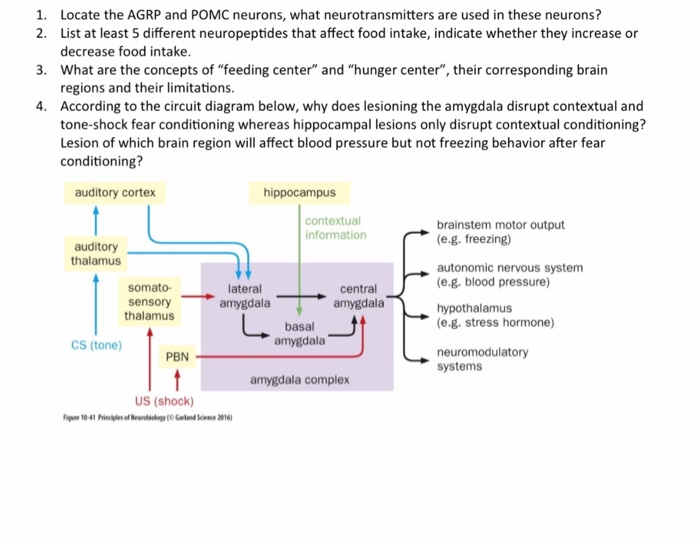 Solved 1. Locate the AGRP and POMC neurons, what | Chegg.com