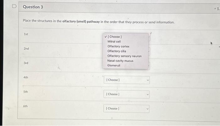 Solved D Question 3 Place the structures in the olfactory | Chegg.com