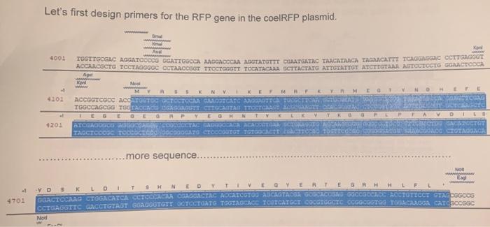 Let's first design primers for the RFP gene in the | Chegg.com