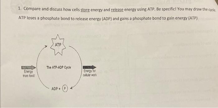 Solved 1. Compare and discuss how cells store energy and | Chegg.com