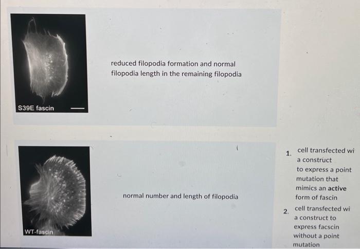 Solved reduced filopodia formation and normal filopodia | Chegg.com