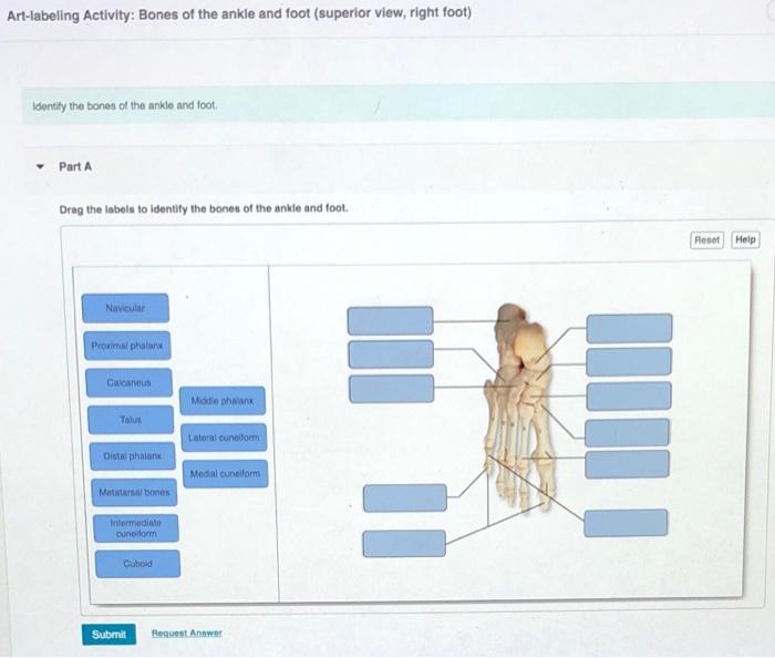 Solved Art-labeling Activity: Bones of the ankle and foot | Chegg.com