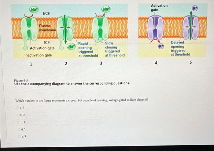Solved Na ECF Plasma membrane ICF Activation gate Na Na | Chegg.com