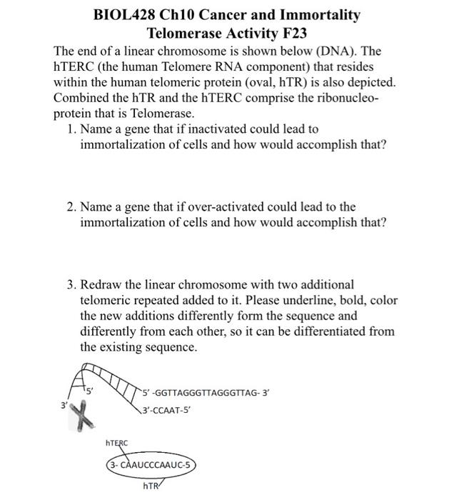 Solved BIOL428 Ch10 Cancer and Immortality Telomerase | Chegg.com