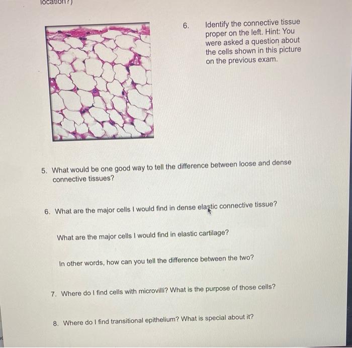 Solved ation) 6. Identify the connective tissue proper on | Chegg.com