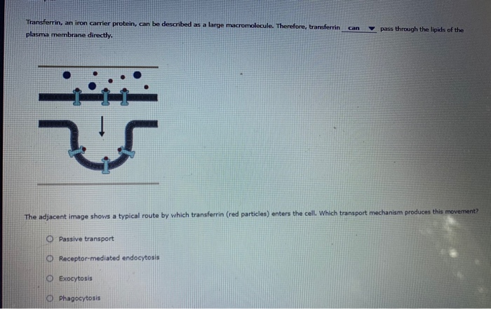 Solved Transferrin, an iron carrier protein, can be | Chegg.com