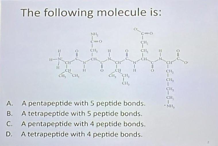 Solved The following molecule is: A. A pentapeptide with 5 | Chegg.com