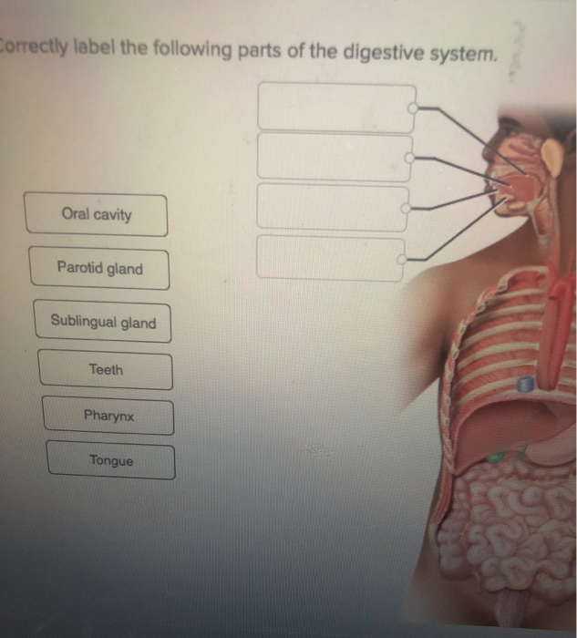 Solved Correctly label the following parts of the digestive | Chegg.com