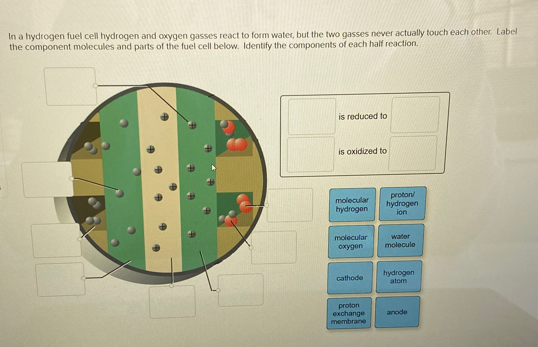 Solved In a hydrogen fuel cell hydrogen and oxygen gasses | Chegg.com
